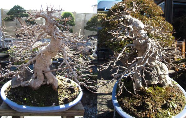 Japan Bonsai | Nichigo Bonsai