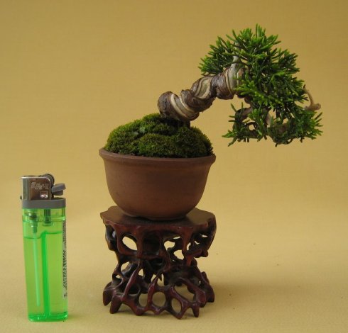 Bonsai Techniques | Nichigo Bonsai