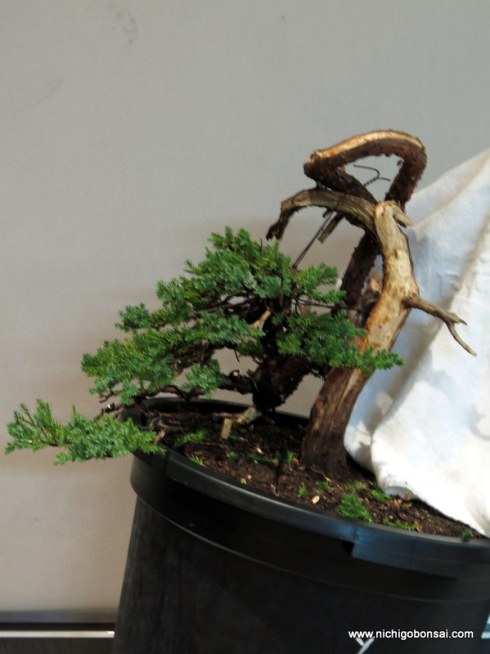 Bonsai Shows, Nurseries and Events | Nichigo Bonsai