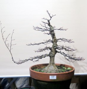 General Bonsai | Nichigo Bonsai