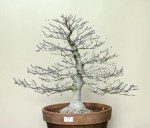 General Bonsai | Nichigo Bonsai