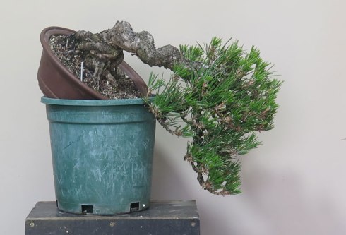 Nichigo Bonsai | Bonsai from Australia.