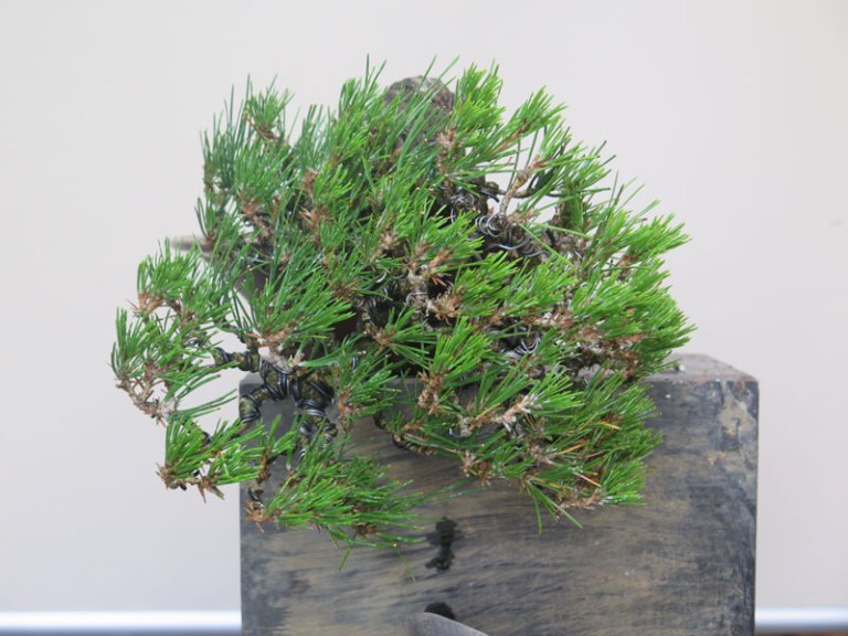 Nichigo Bonsai | Bonsai from Australia.